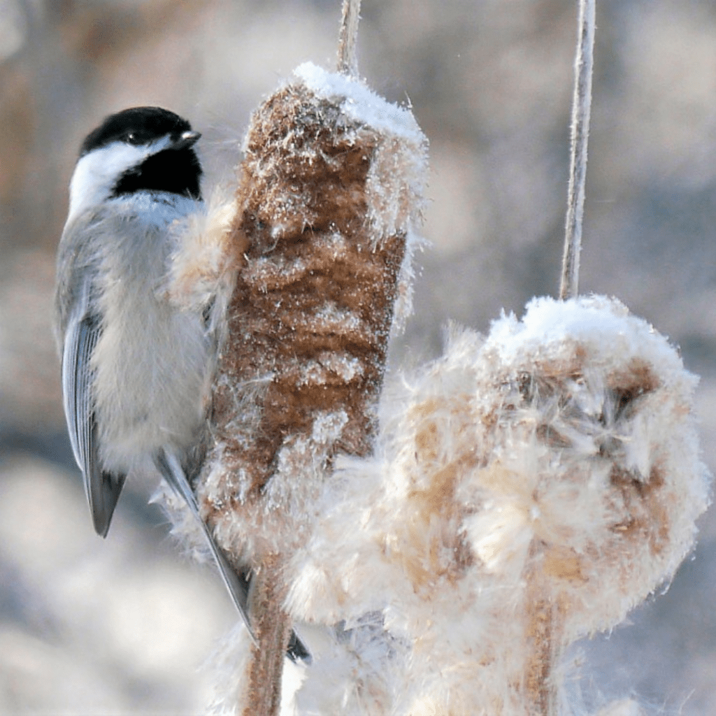 The Mighty Chickadee – How a Handful of Feathers Conquers Winter ...