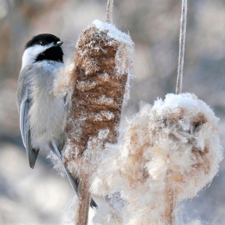 The Mighty Chickadee – How a Handful of Feathers Conquers Winter ...