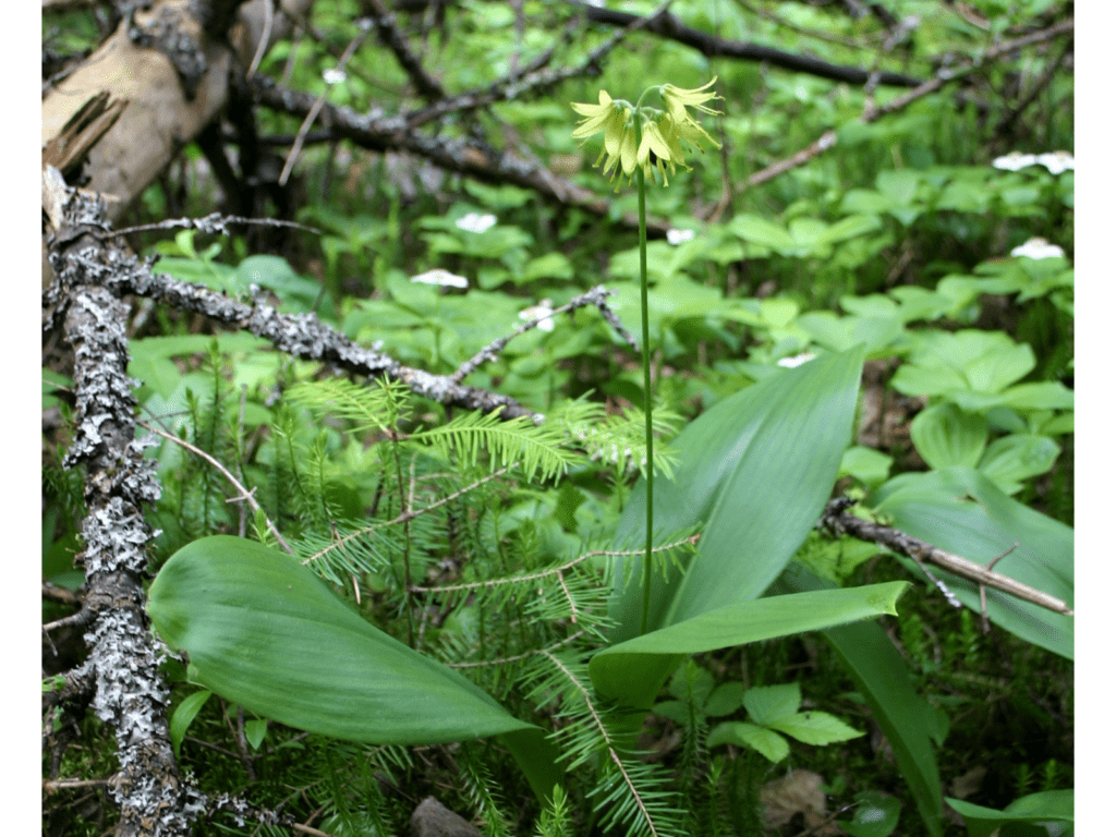 Getting to Know Manitoba's Wild Lilies - Manitoba Museum