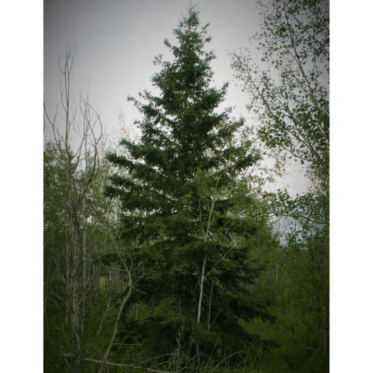 Popping Pine Cones and Other Fun Facts About Conifers - Manitoba Museum
