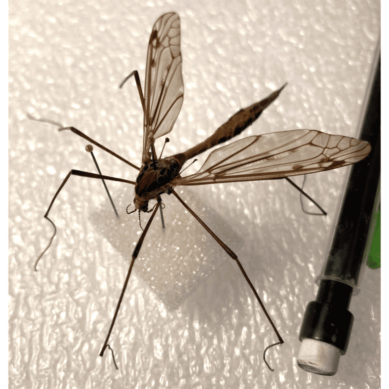 The surprising snow fly - an insect that defies winter - Manitoba Museum