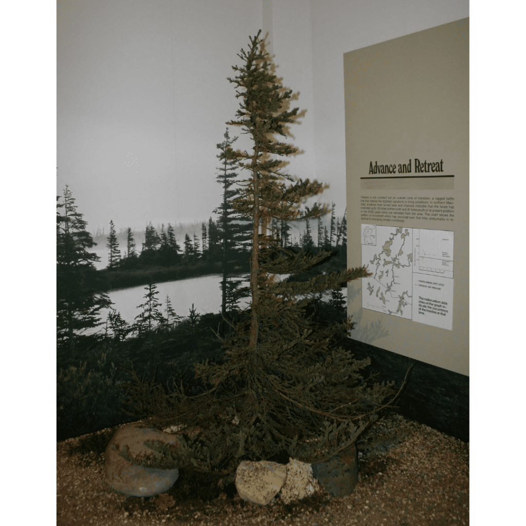 Museum's Charlie Brown Tree Gets "Spruced Up" - Manitoba Museum