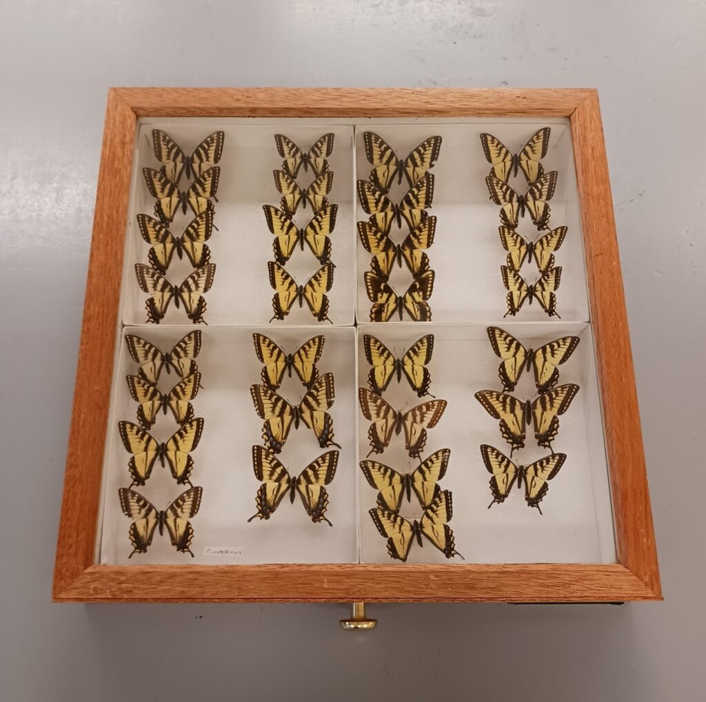 A Bump in the Collections Room - Manitoba Museum