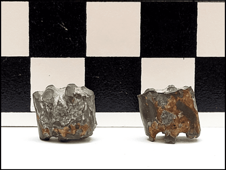 A Criddle Riddle - Manitoba Museum