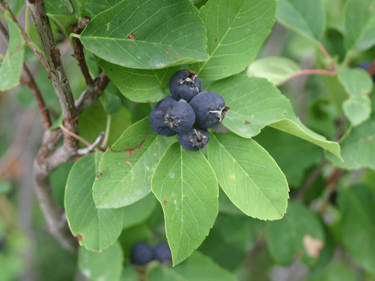 Foraging for Wild Fruits - Manitoba Museum
