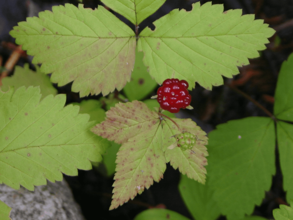 Foraging for Wild Fruits - Manitoba Museum
