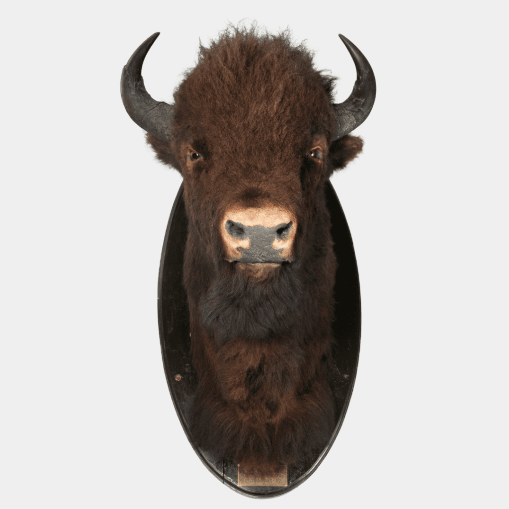 Conserving a Legend: The Bison Head Mount - Manitoba Museum
