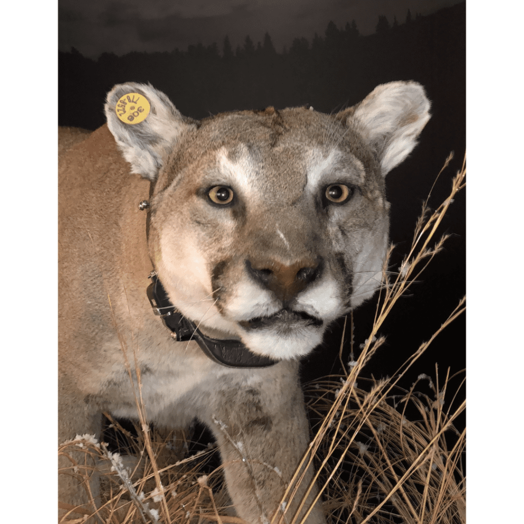The Cougar – Manitoba’s Big Cat - Manitoba Museum