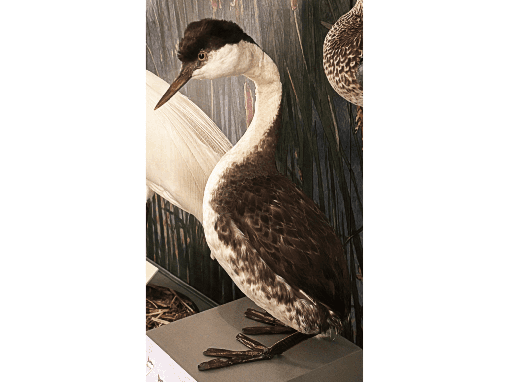 The E.W. Darbey Taxidermy Shop and the Making of the Manitoba Museum ...
