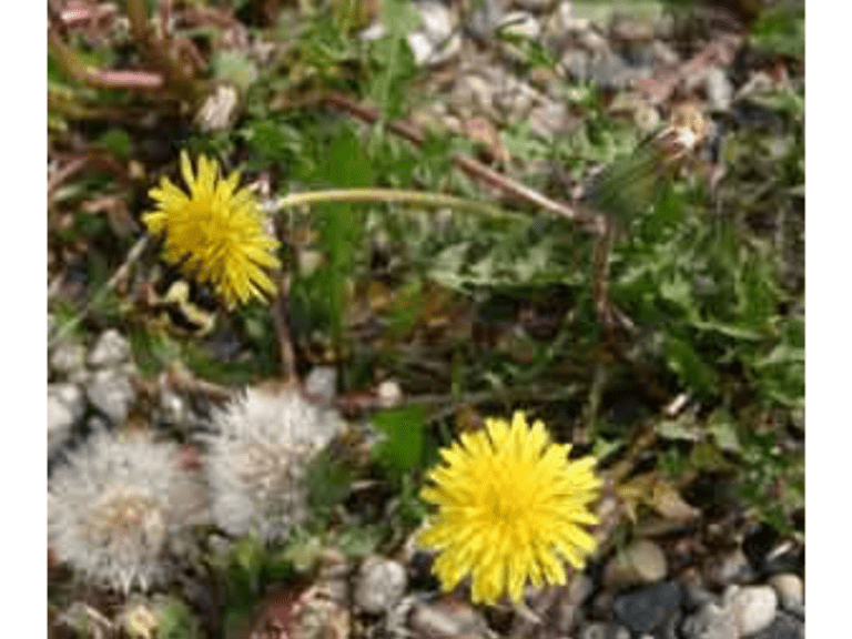 Top 10 plants for the Apocalypse: Part 2 - Manitoba Museum